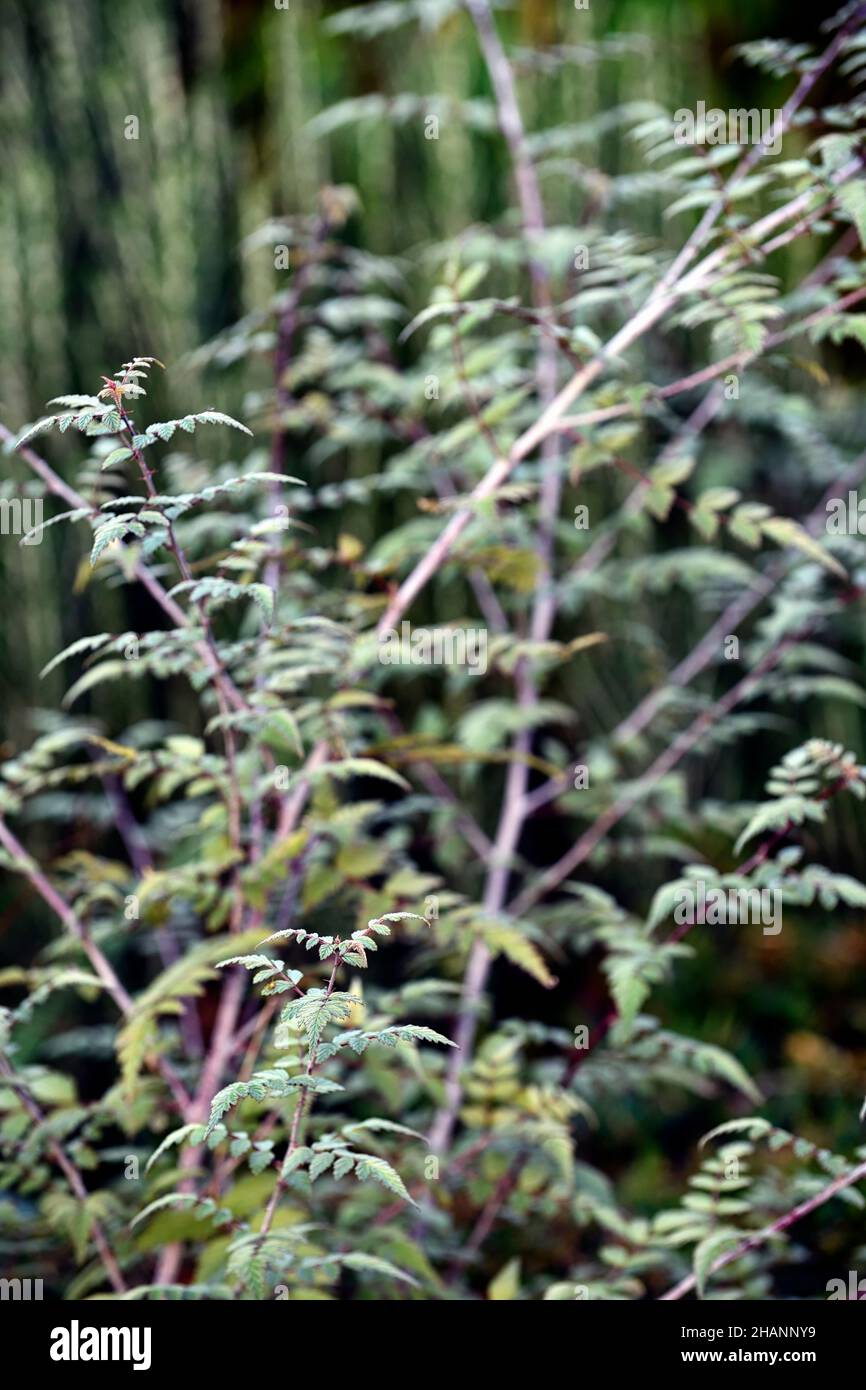 Rubus thibetanus Silver Fern,ghost bramble,brambles,Rubus veitchii ...