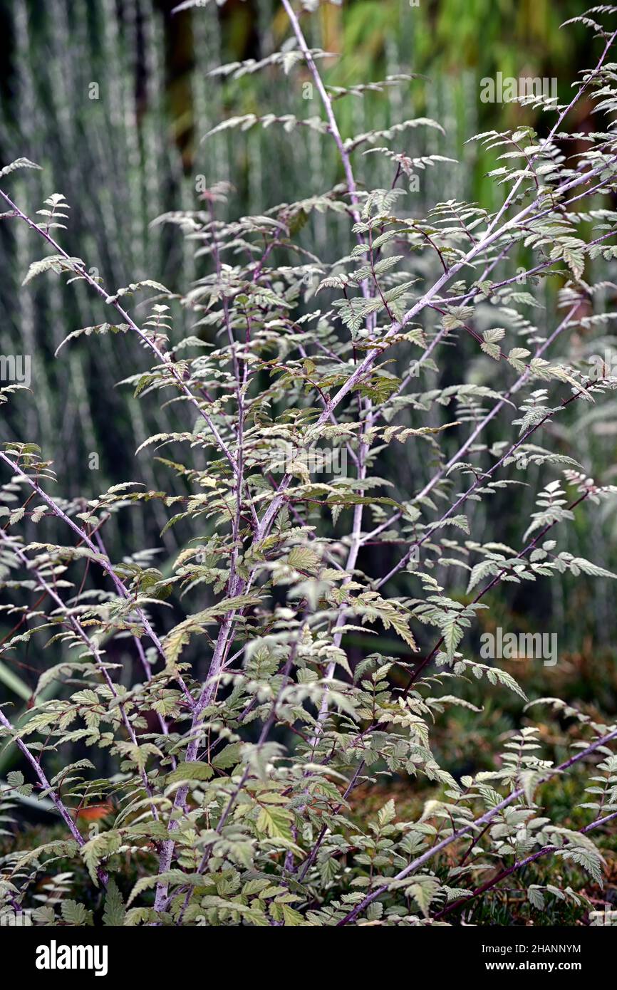 Rubus veitchii hi-res stock photography and images - Alamy