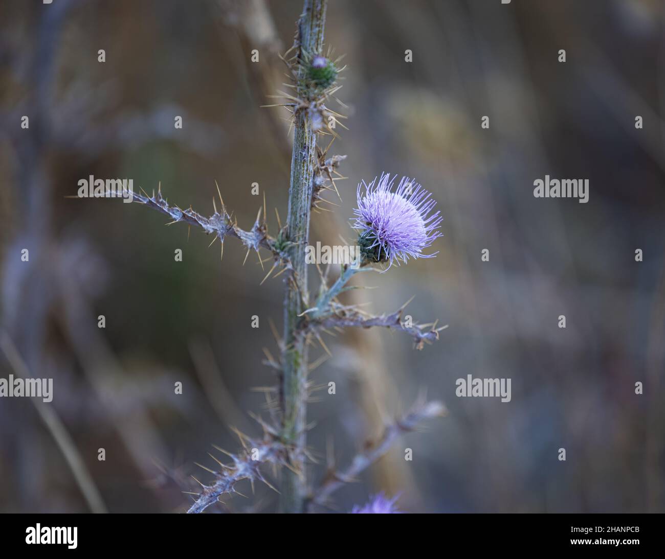 Milk thistle fruit hi-res stock photography and images - Alamy