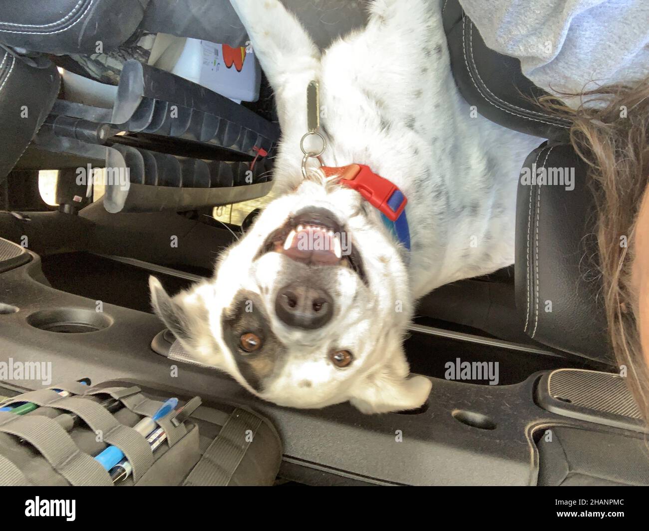 Closeup of the cute white dog in the car, upside down Stock Photo - Alamy