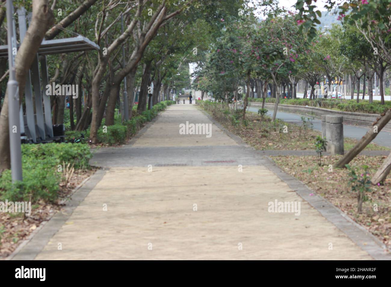 View of the empty pavement with trees Stock Photo - Alamy