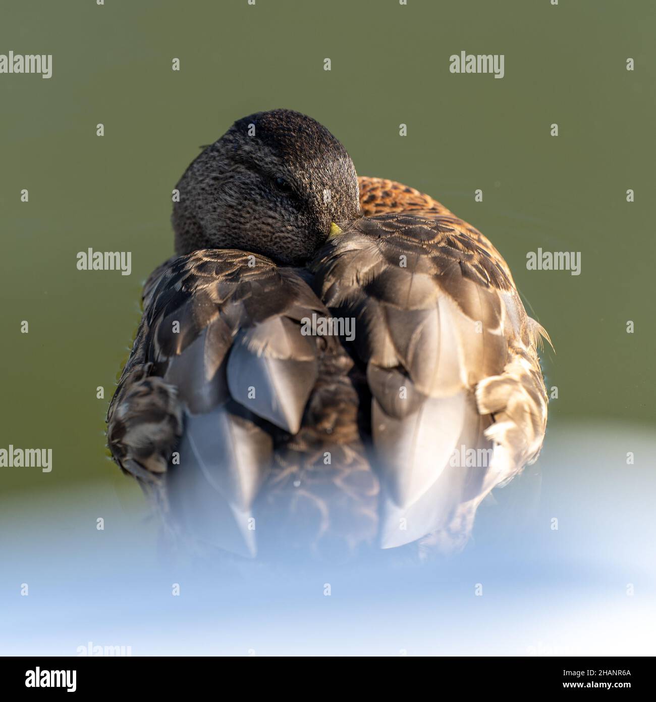 Dutch duck hi-res stock photography and images - Alamy