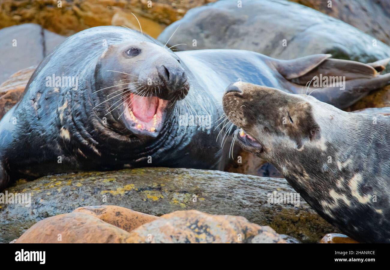 Closeup shot of two big seals fighting on a big rock Stock Photo - Alamy