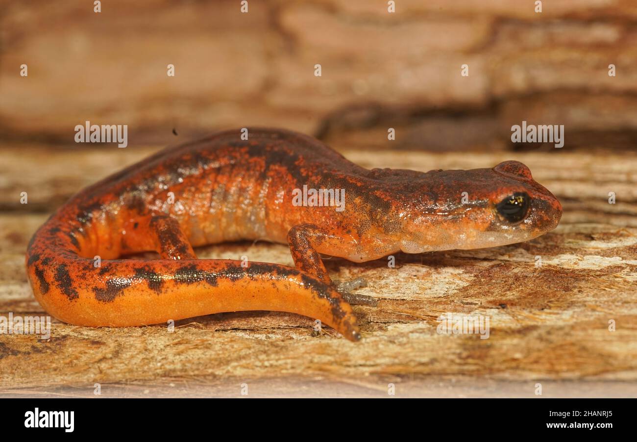 Closeup on a colorful red Ensatina eschscholtzii salamander from North ...