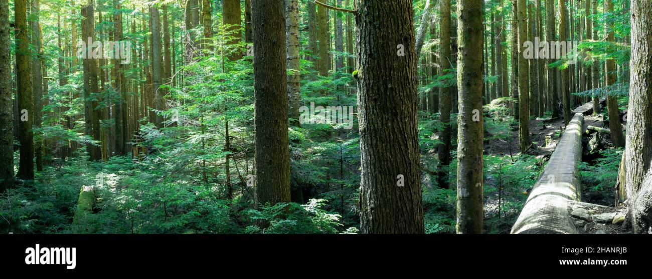 Beautiful BC rainforest during summer season. Many trees trunks with ...