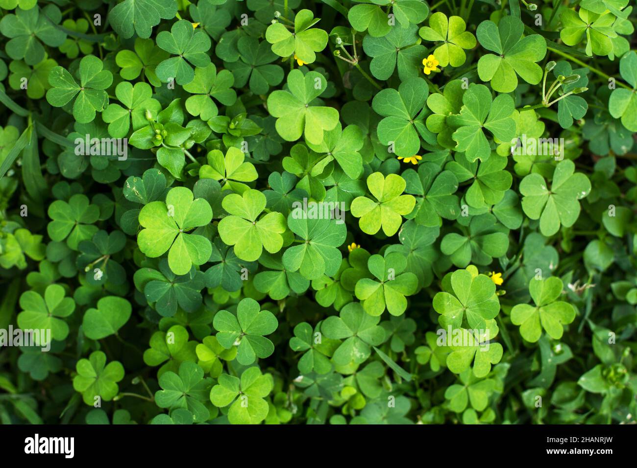 Closeup view three leaf clover hi-res stock photography and images - Alamy