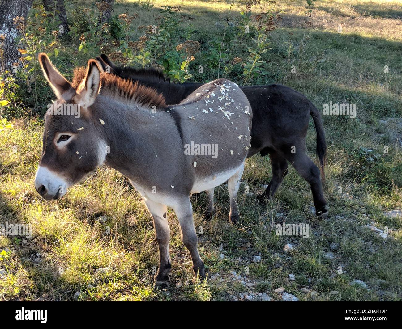 Two cute donkeys walking in the field Stock Photo - Alamy