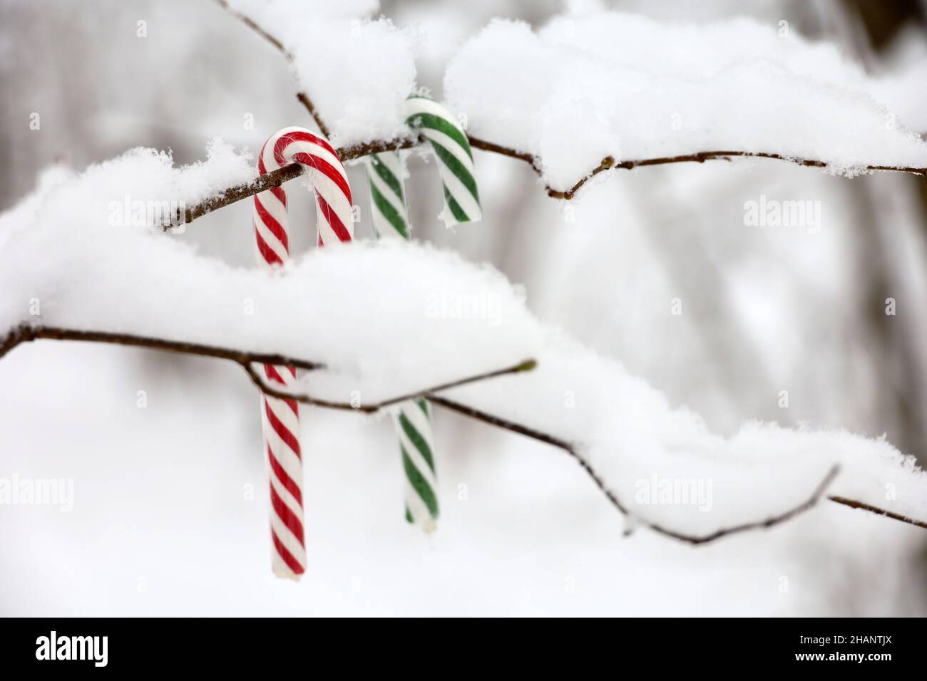 Christmas candy canes hanging on a tree branch covered with snow. Fairy ...