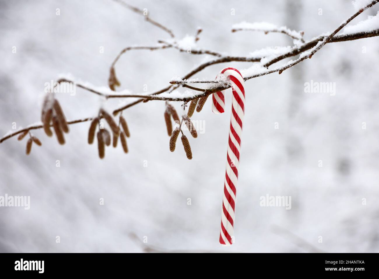 Cane forest hi-res stock photography and images - Alamy