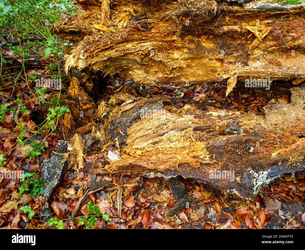 Chaotic natural patterns and textures formed as trees age and ...
