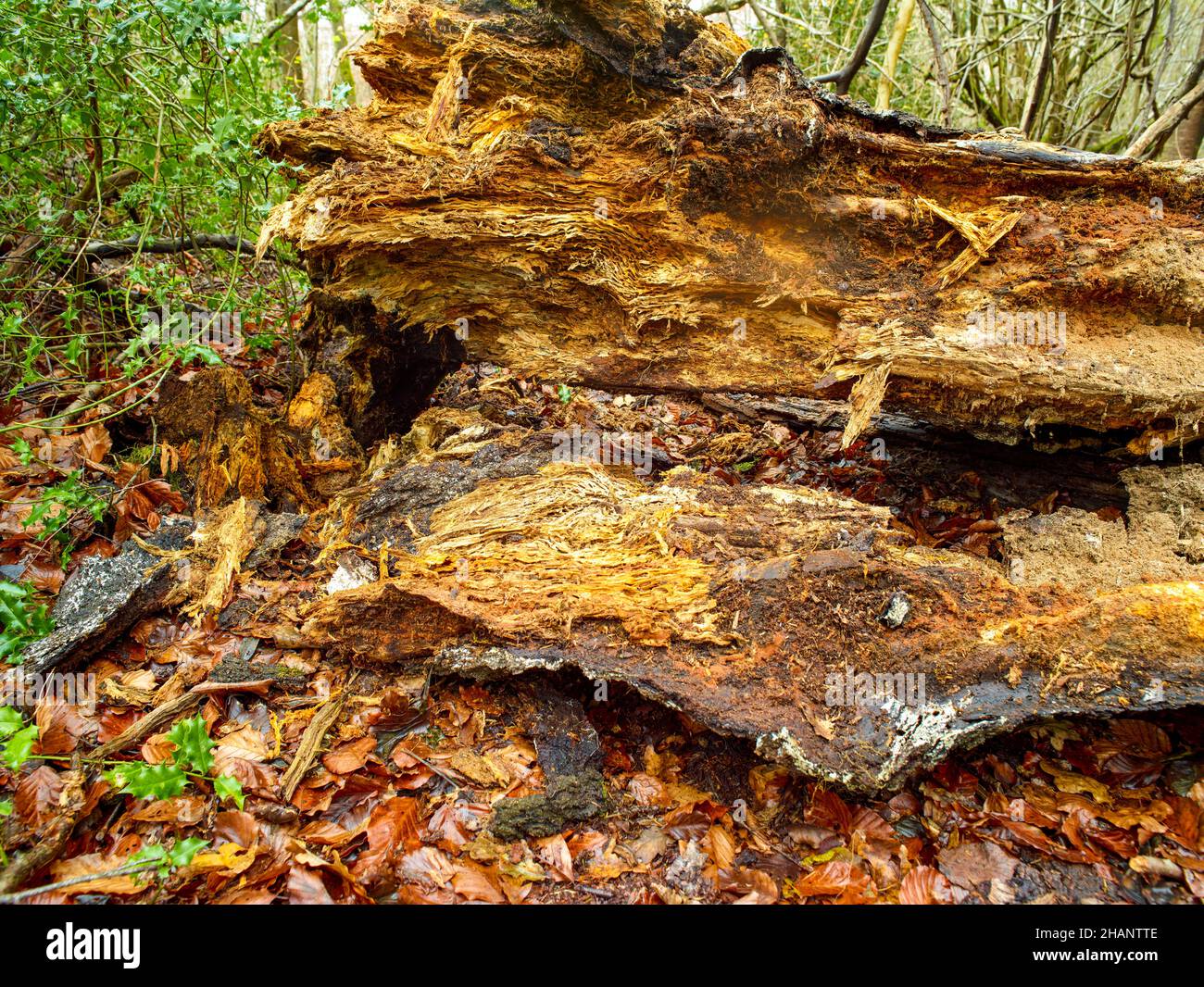 Chaotic natural patterns and textures formed as trees age and ...