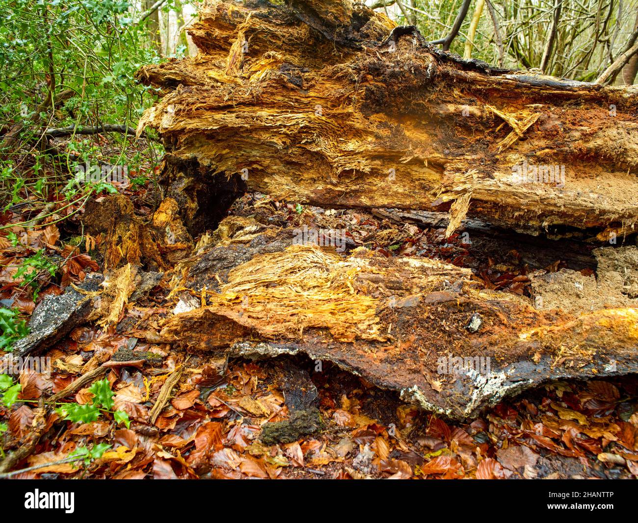 Chaotic natural patterns and textures formed as trees age and ...