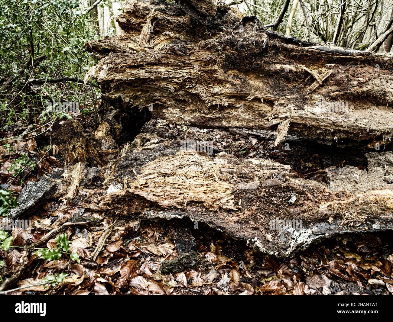Chaotic natural patterns and textures formed as trees age and ...