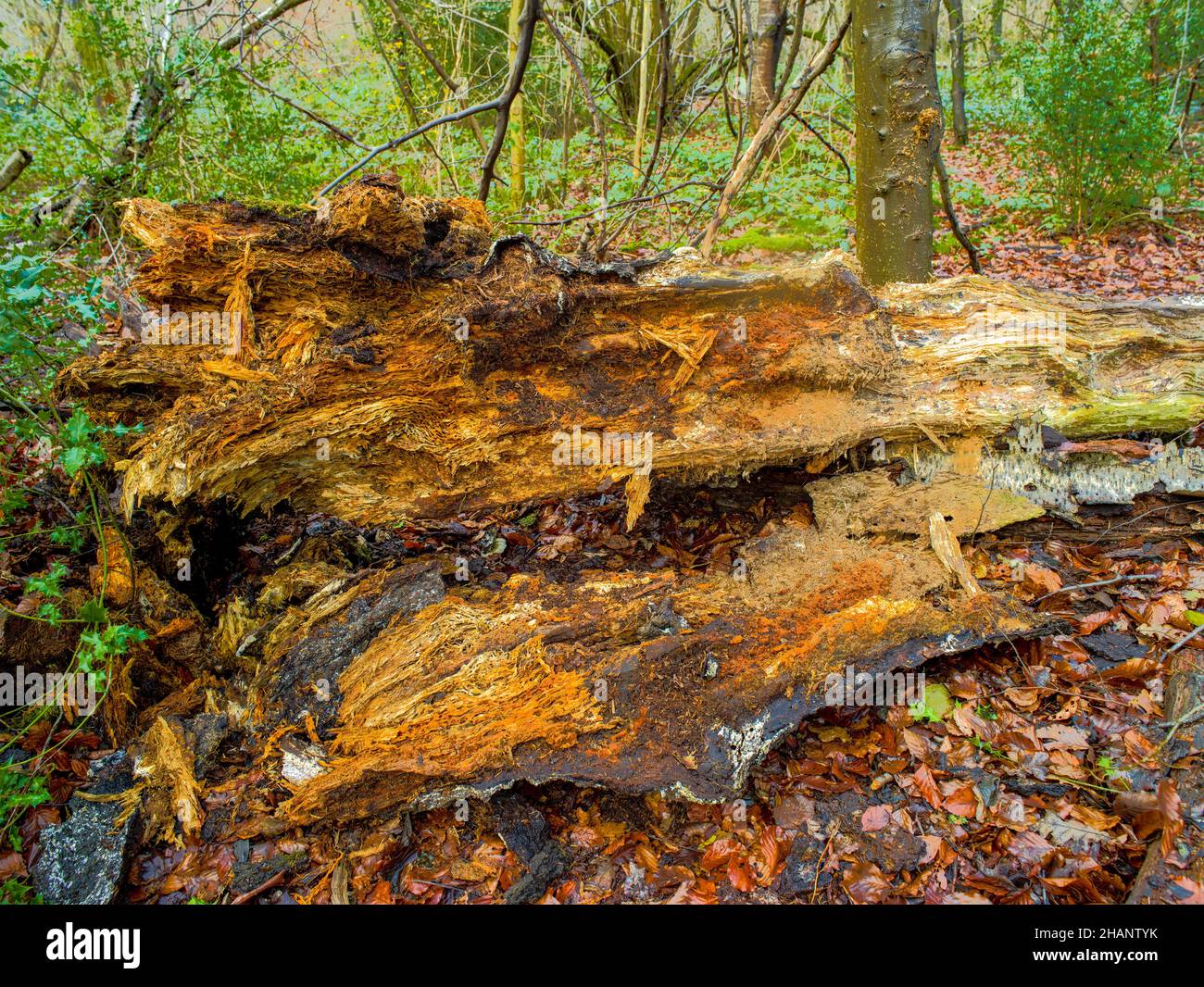 Chaotic natural patterns and textures formed as trees age and ...