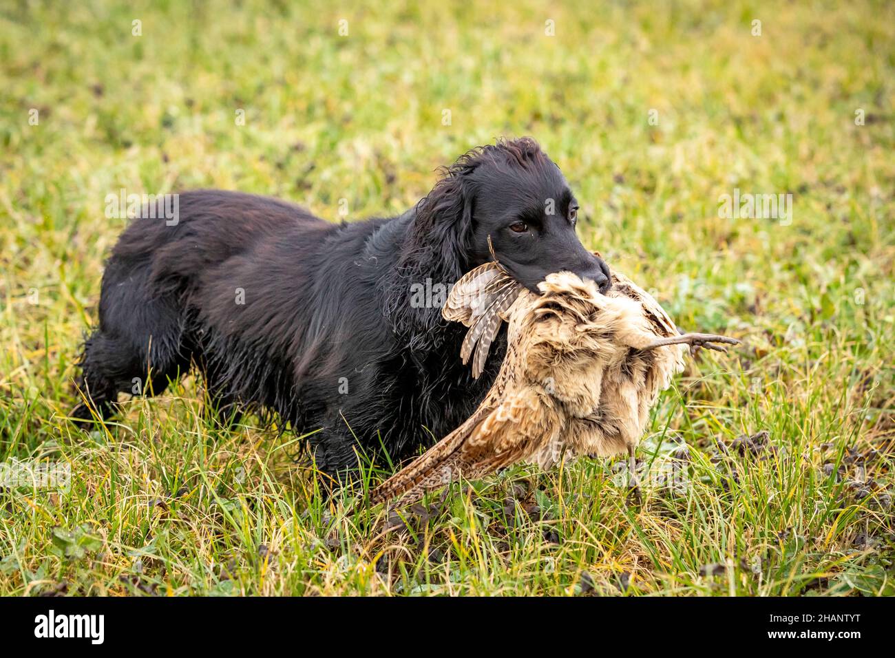 Spaniel carrying dead bird hi-res stock photography and images - Alamy