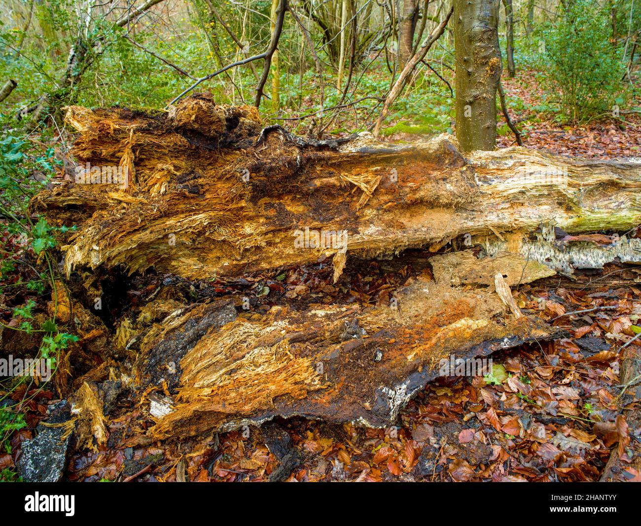 Chaotic natural patterns and textures formed as trees age and ...