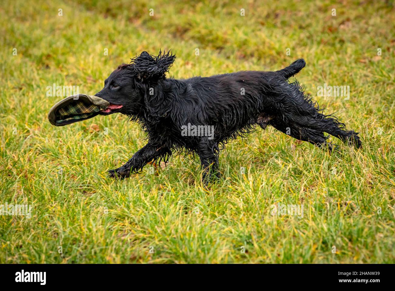 Cocker Spaniel dog carrying cap in field Stock Photo - Alamy