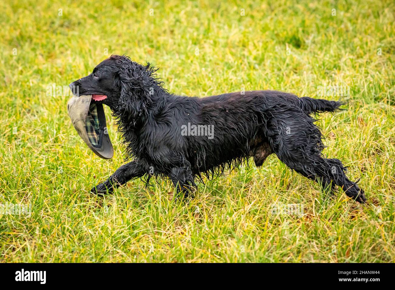 Cocker Spaniel dog carrying cap in field Stock Photo - Alamy