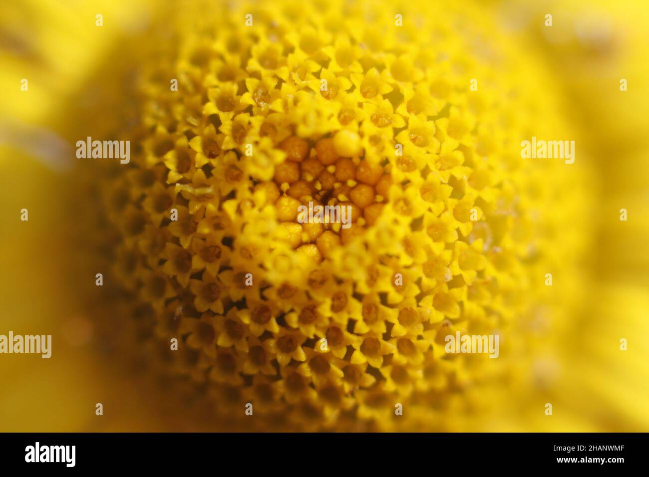 macro photography images of a beautiful seasonal flower, of spring ...