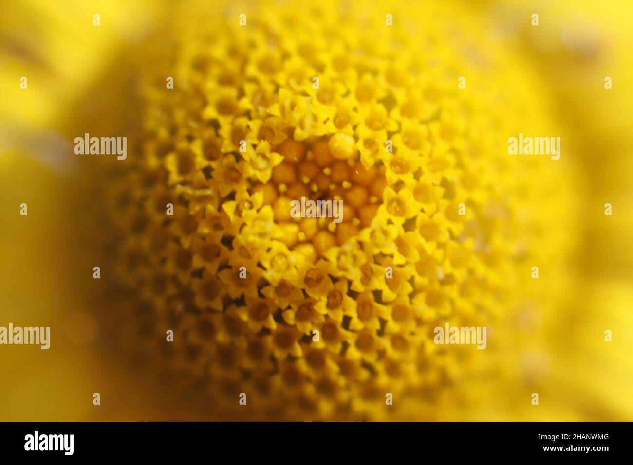macro photography images of a beautiful seasonal flower, of spring ...