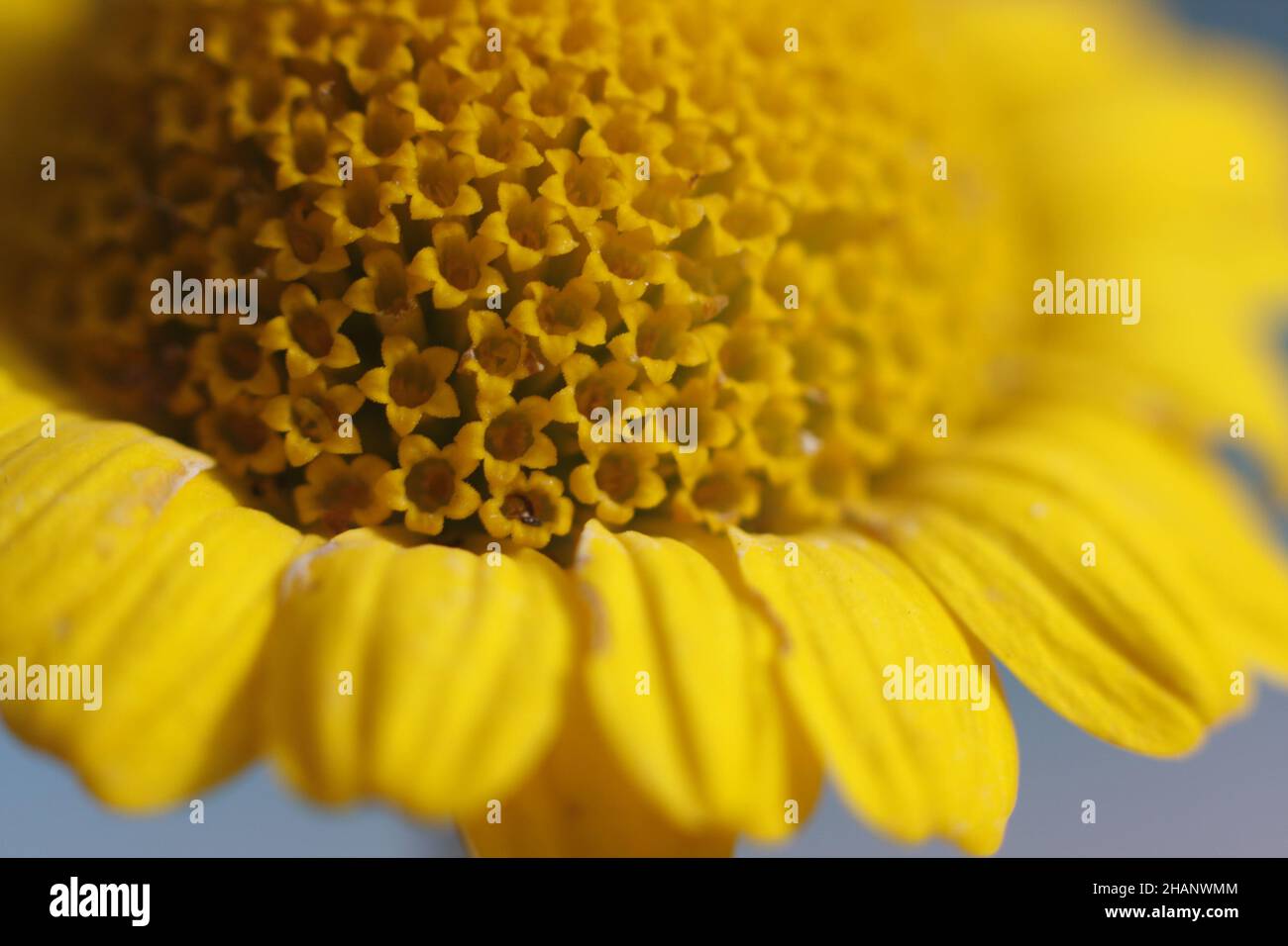 macro photography images of a beautiful seasonal flower, of spring ...