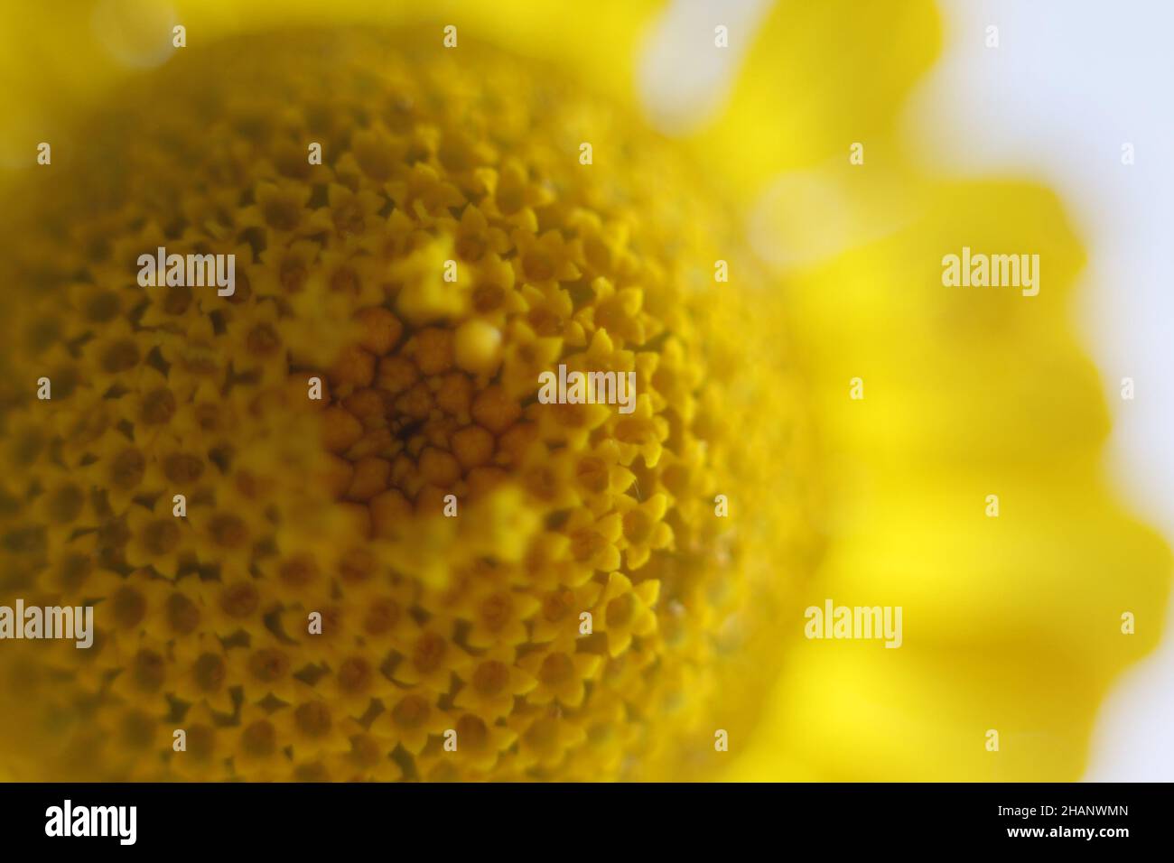 macro photography images of a beautiful seasonal flower, of spring ...