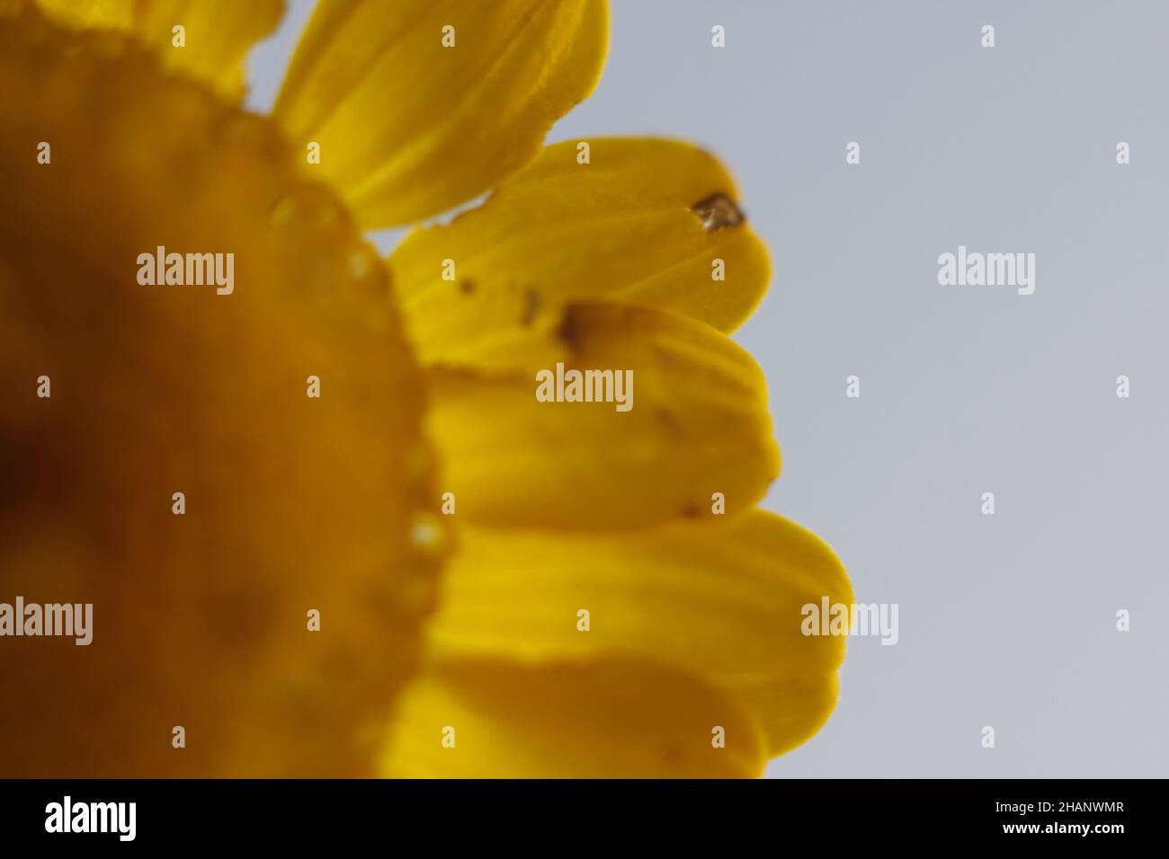 macro photography images of a beautiful seasonal flower, of spring ...