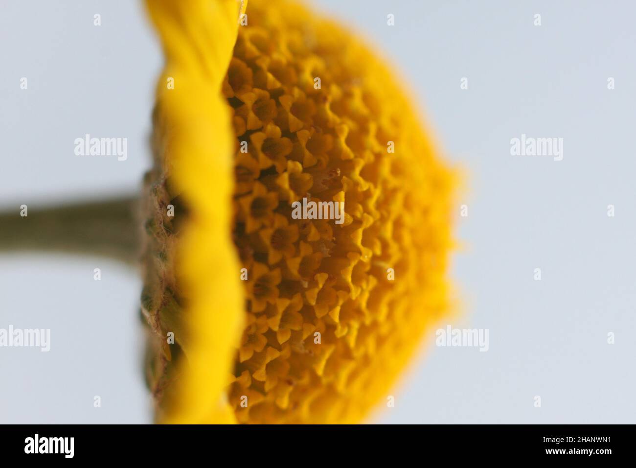 macro photography images of a beautiful seasonal flower, of spring ...