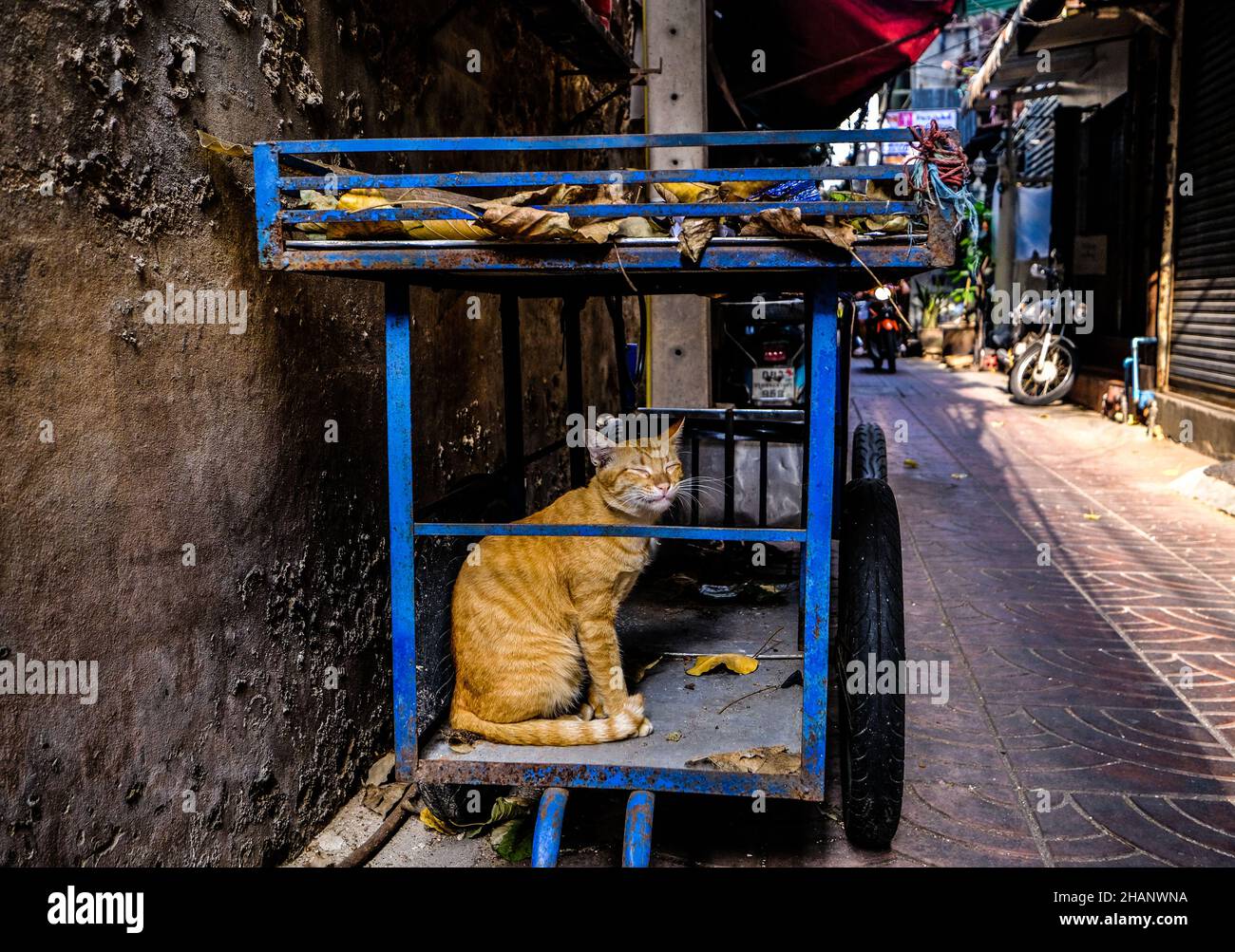 A ginger cat sits on an old cart in an alleyway in Bangkok, Thailand ...