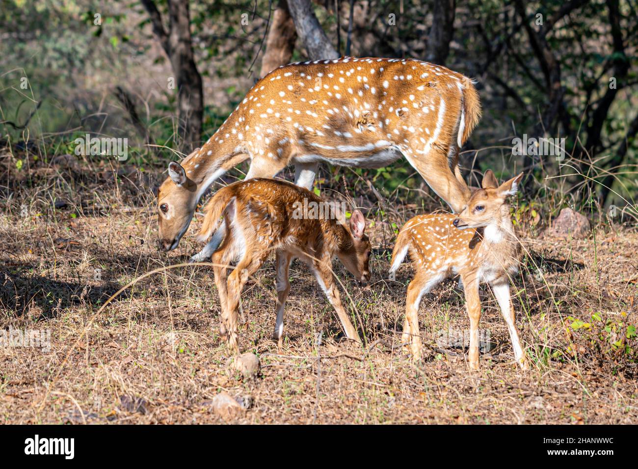 Spotted deer with her young fawns Stock Photo - Alamy