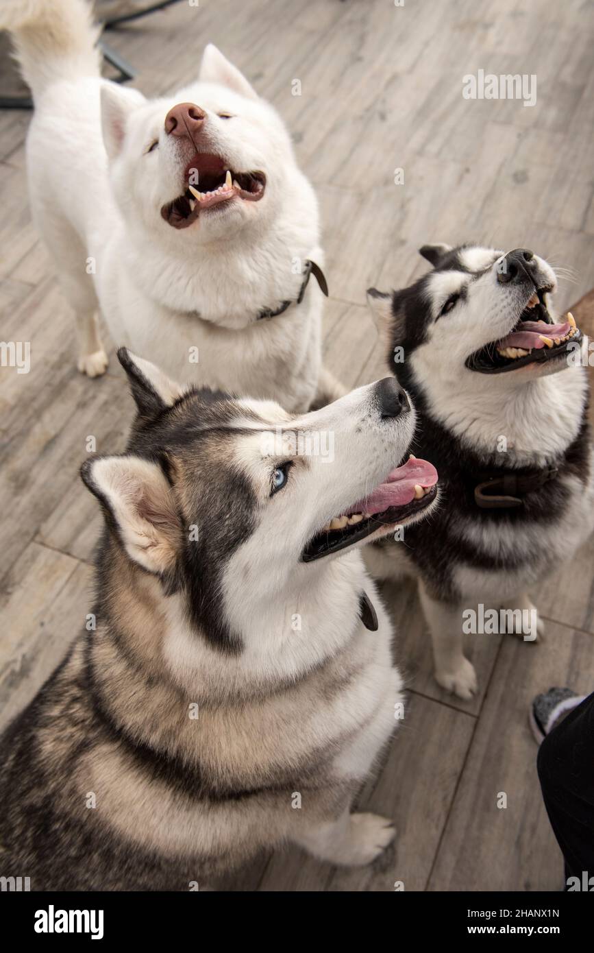 Three Siberian Husky Dogs Stock Photo - Alamy