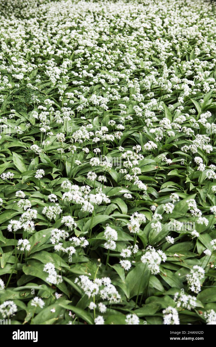 Allium ursinum or wild garlic covers the forest floor, Germany, Europe ...