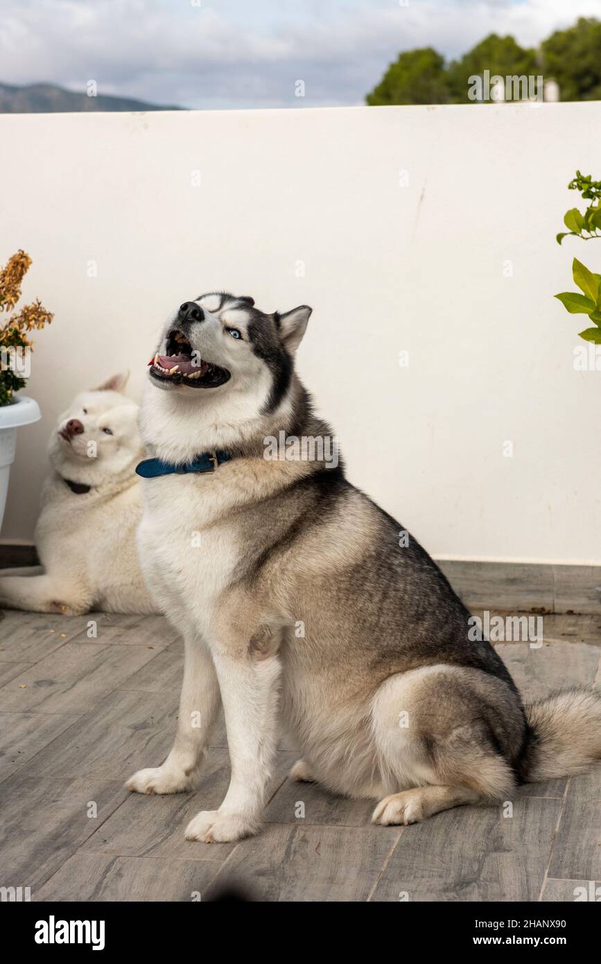 Siberian Husky Dog with a happy face Stock Photo - Alamy