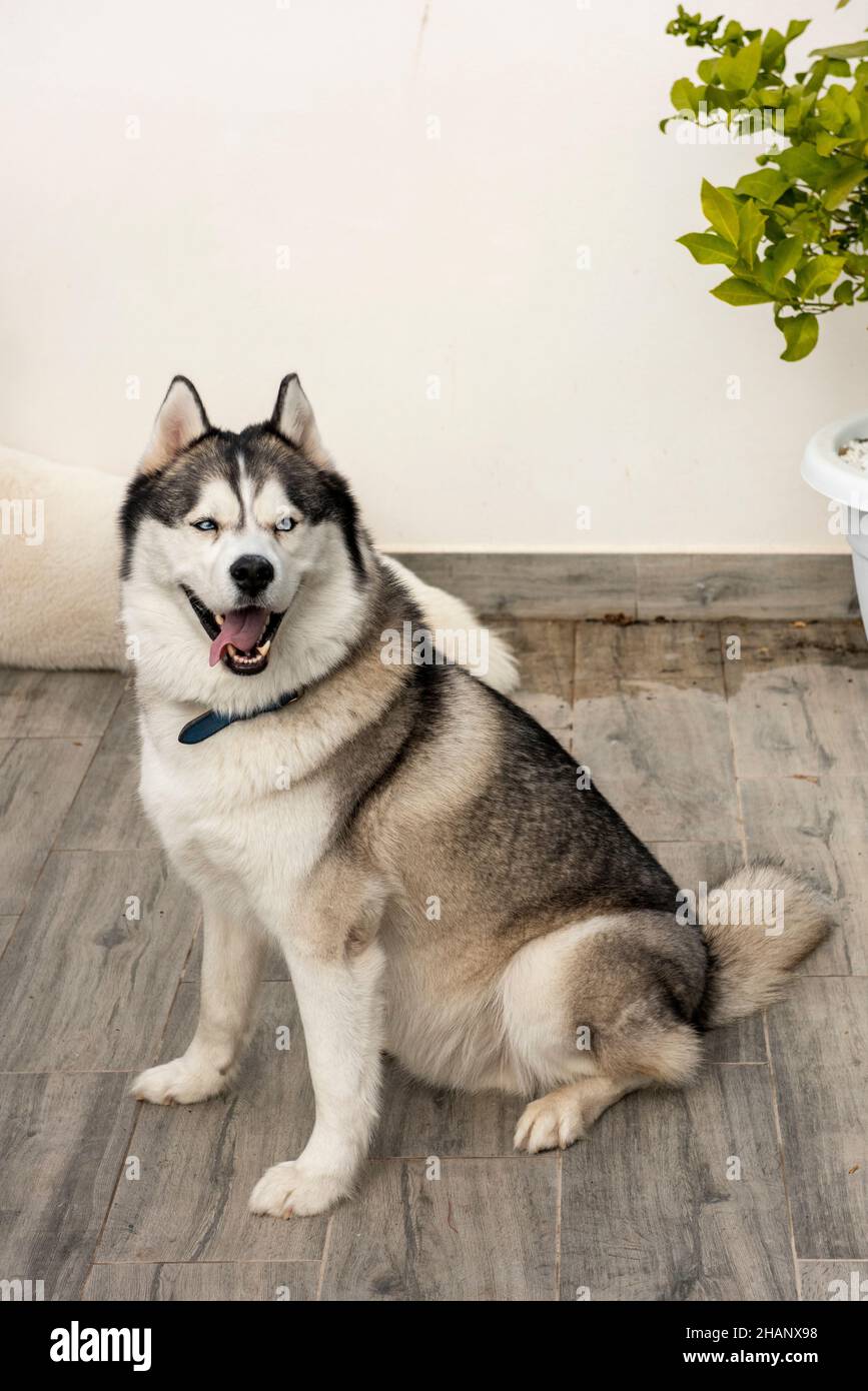 Siberian Husky Dog with a happy face Stock Photo - Alamy