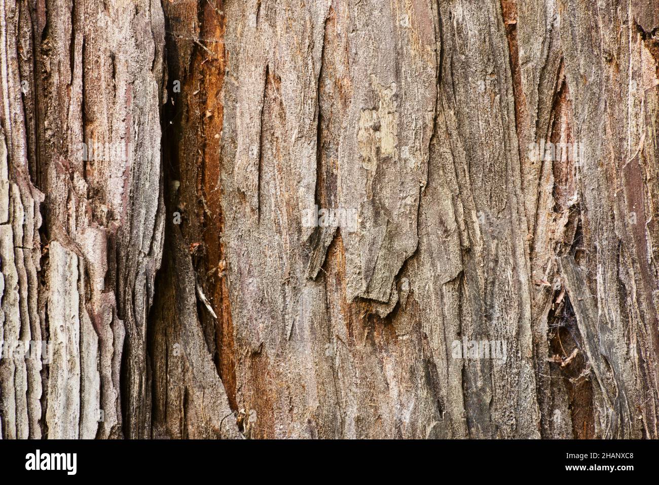 Closeup of ancient & one of tallest redwoods, full of texture, lines ...