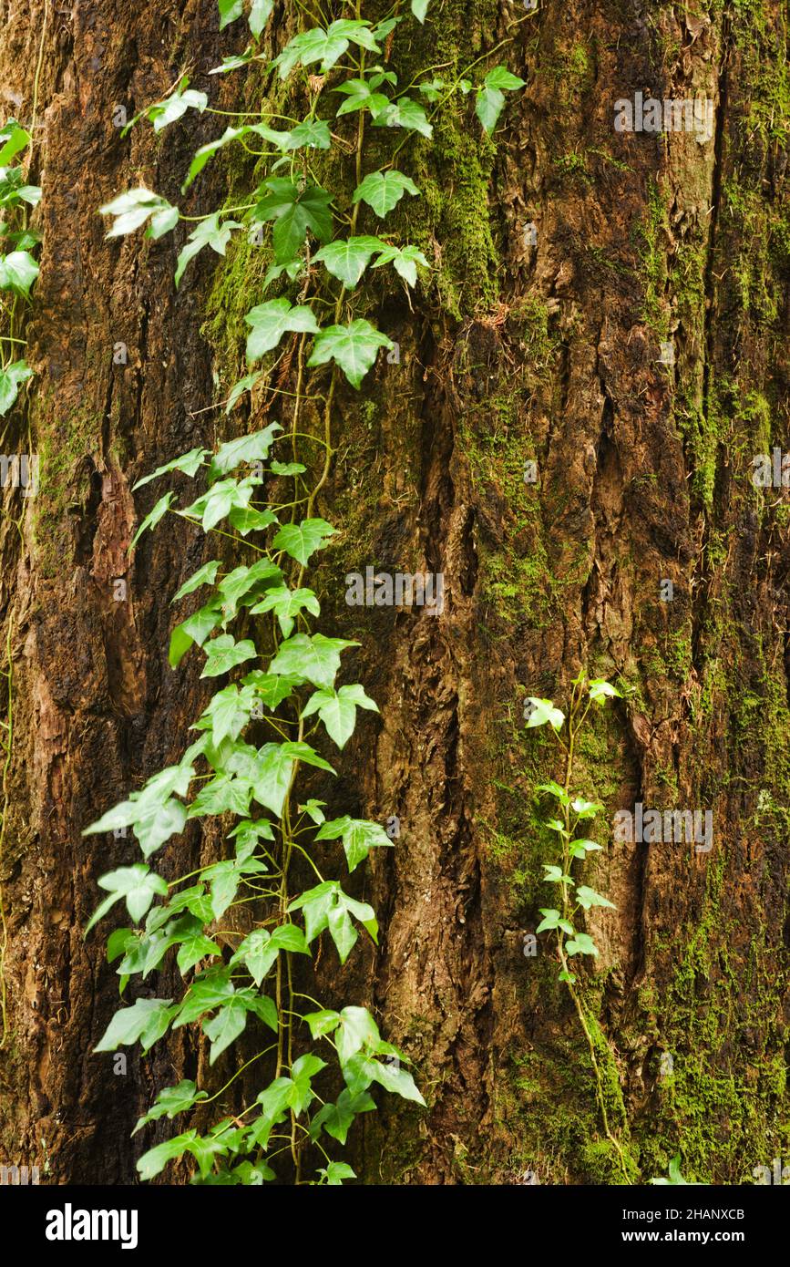 Redwood tree closeup with new plant growth with green lleave growing up ...