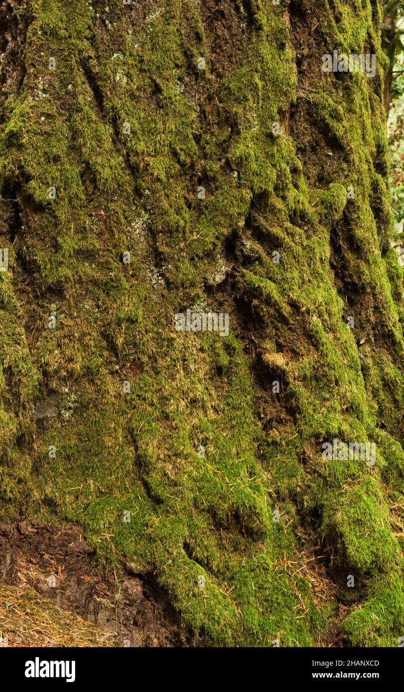 Layer of moss hi-res stock photography and images - Alamy