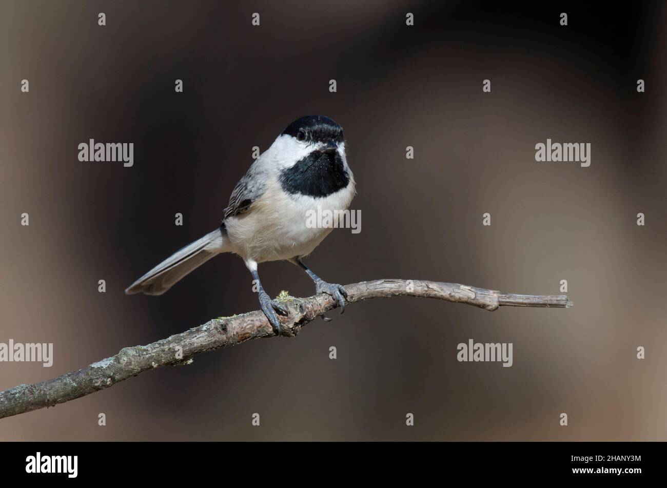 Carolina Chickadee, Poecile carolinensis Stock Photo - Alamy