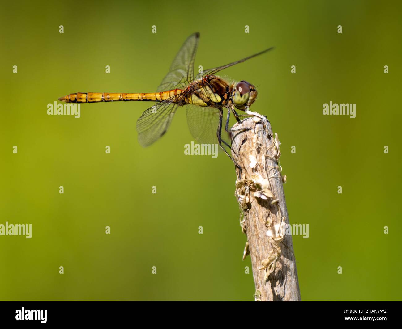 Female Common Darter Dragonfly Resting Stock Photo - Alamy