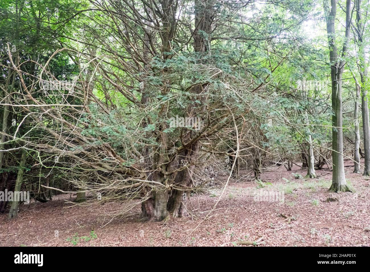Kingley Vale, Kingley Vale National Nature Reserve, a grove of ancient ...
