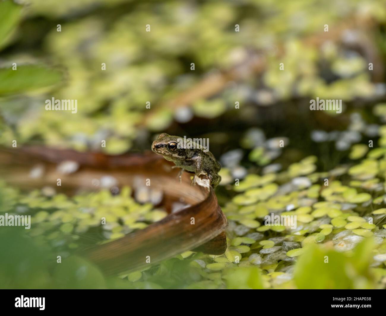 Common Frog Froglet in a Pond Stock Photo - Alamy