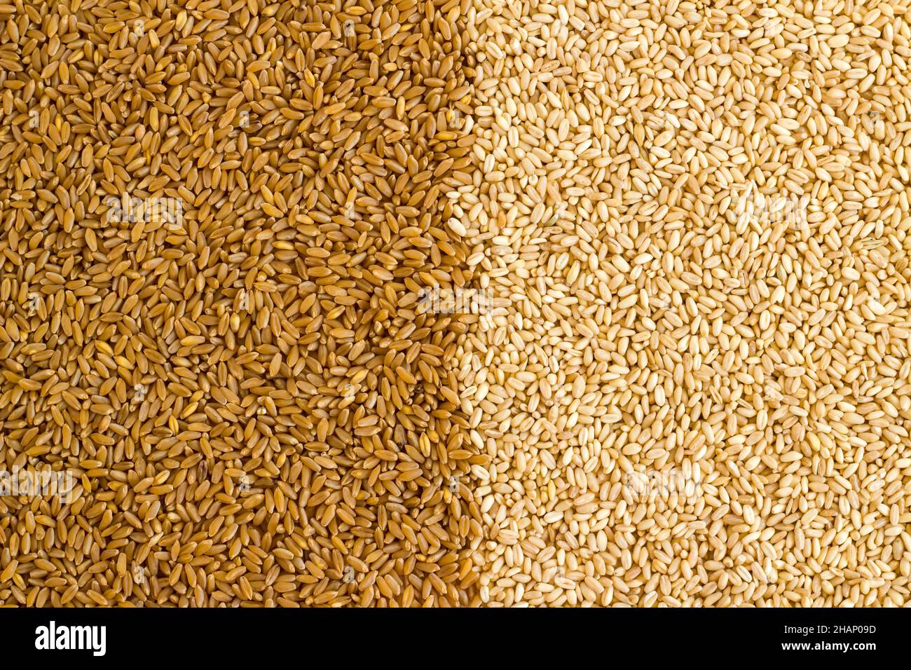 Two kinds of wheat background,a line drawn in the middle,flat layout ...
