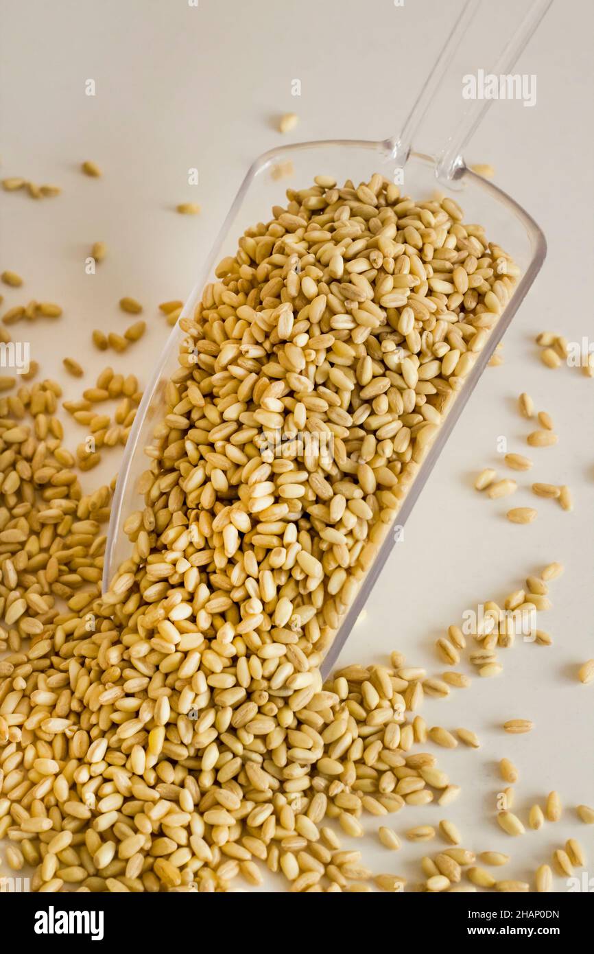 Wheat grains in transparent gauge shovel on white surface,vertical ...