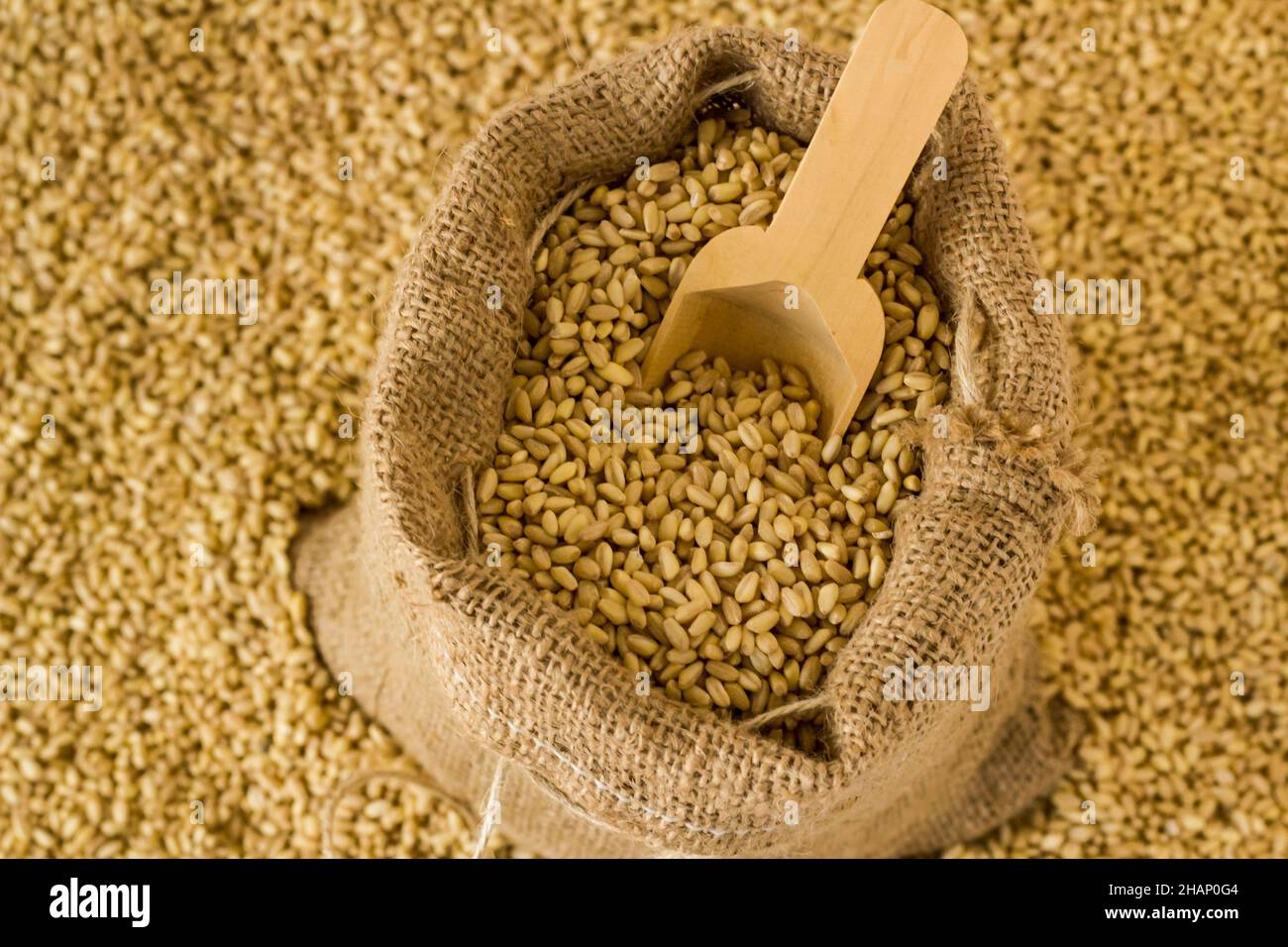 A sack of dry wheat with a measuring spoon on the wheat background ...