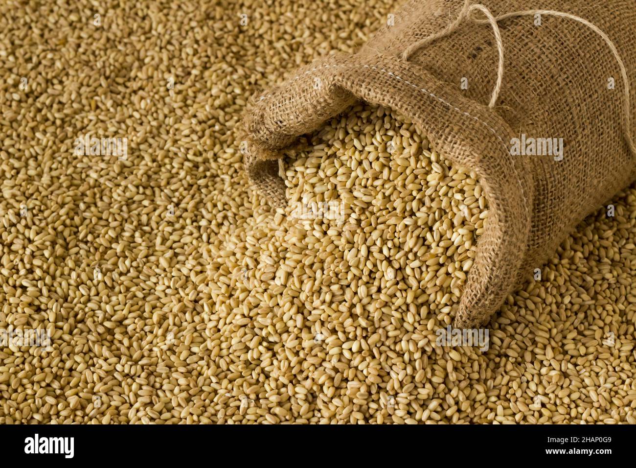Wheat pouring out of jute sack,on wheat background with a wooden shovel ...
