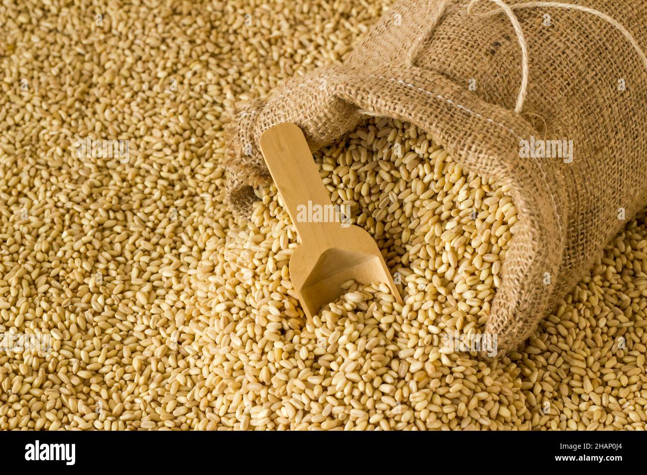 Wheat pouring out of jute sack,on wheat background with a wooden shovel ...