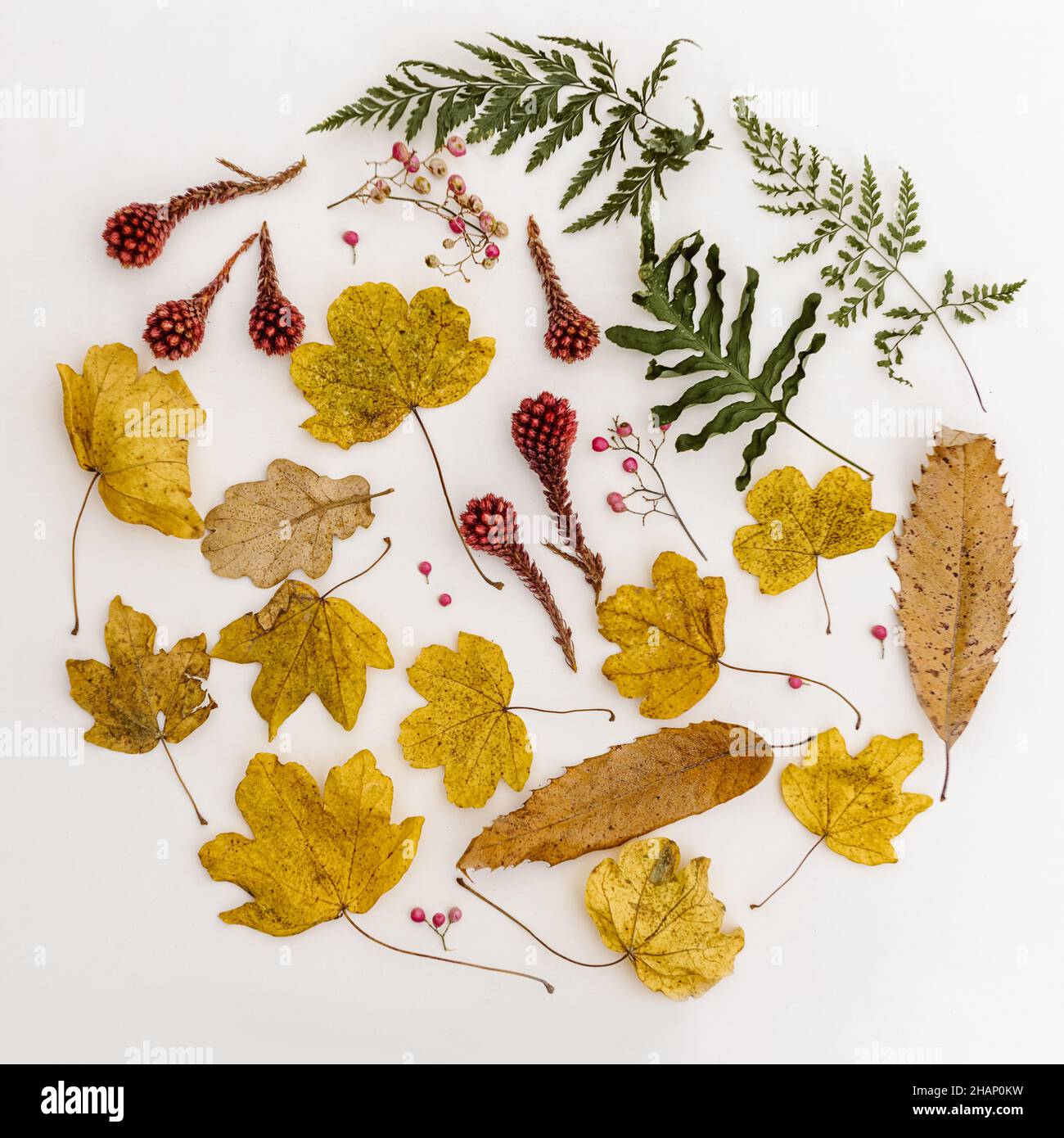 Autumn leaves composition Stock Photo - Alamy
