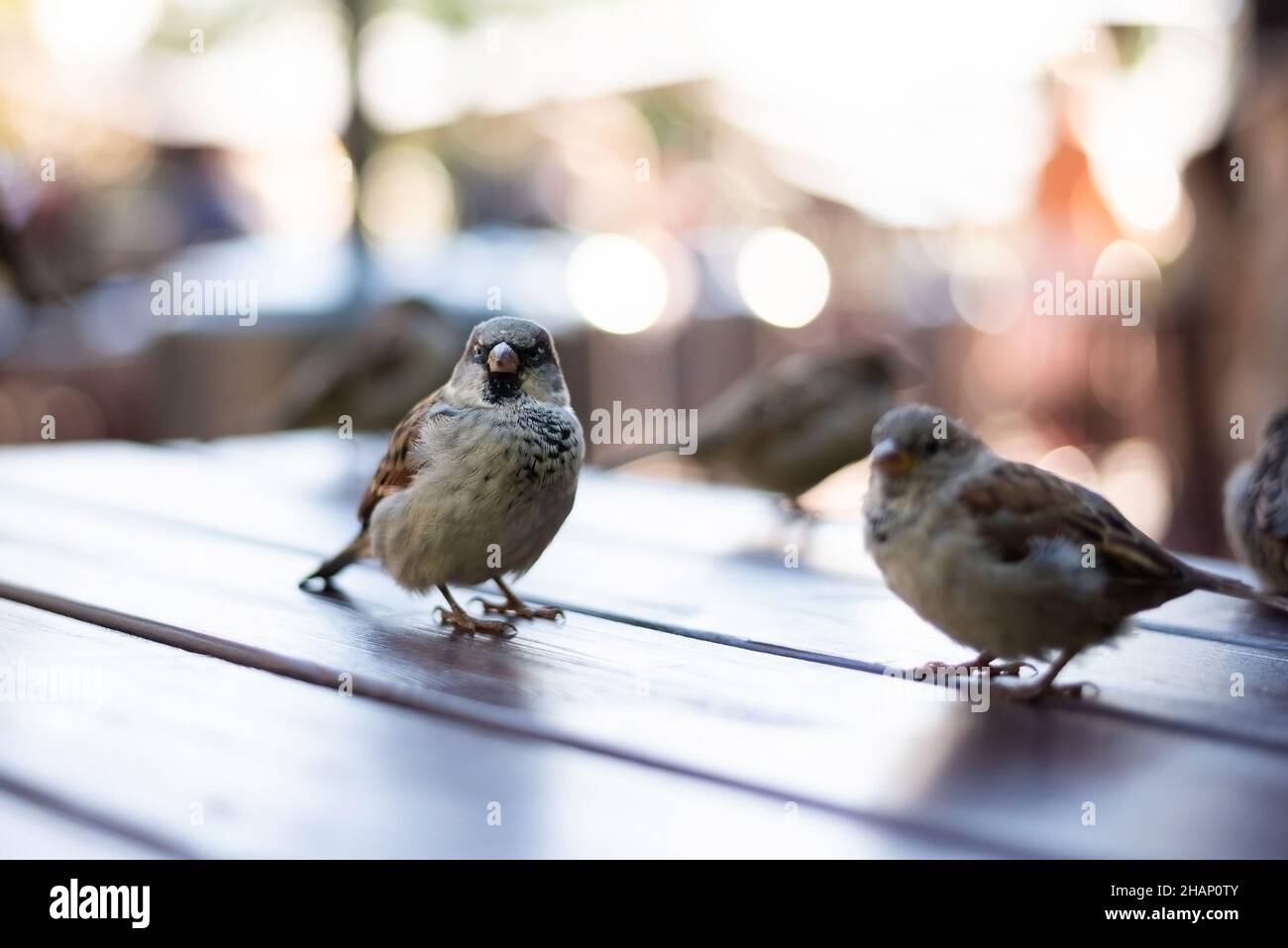 Urban sparrows in cafe hi-res stock photography and images - Alamy