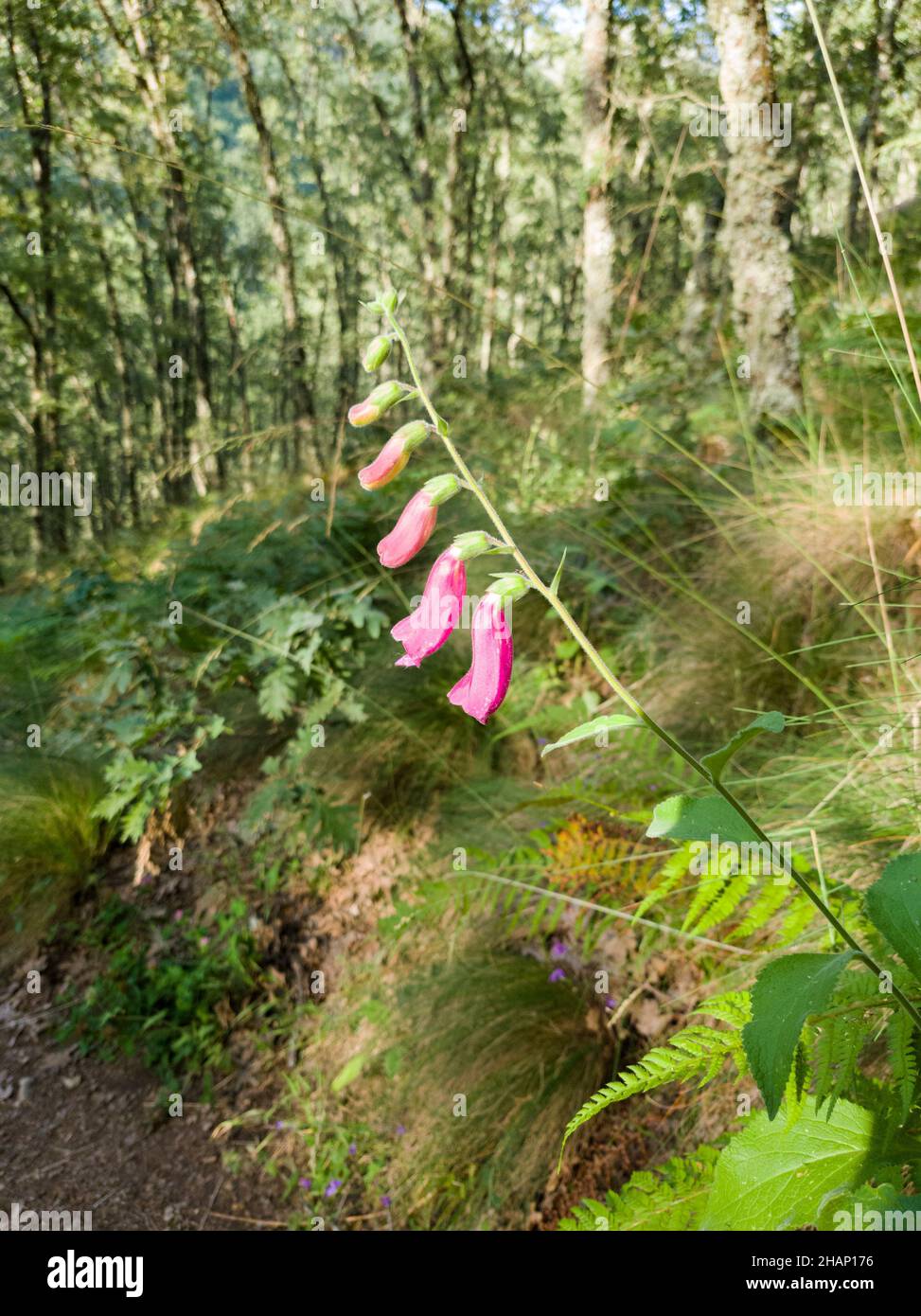 Foxglove plant in wild close hi-res stock photography and images - Alamy
