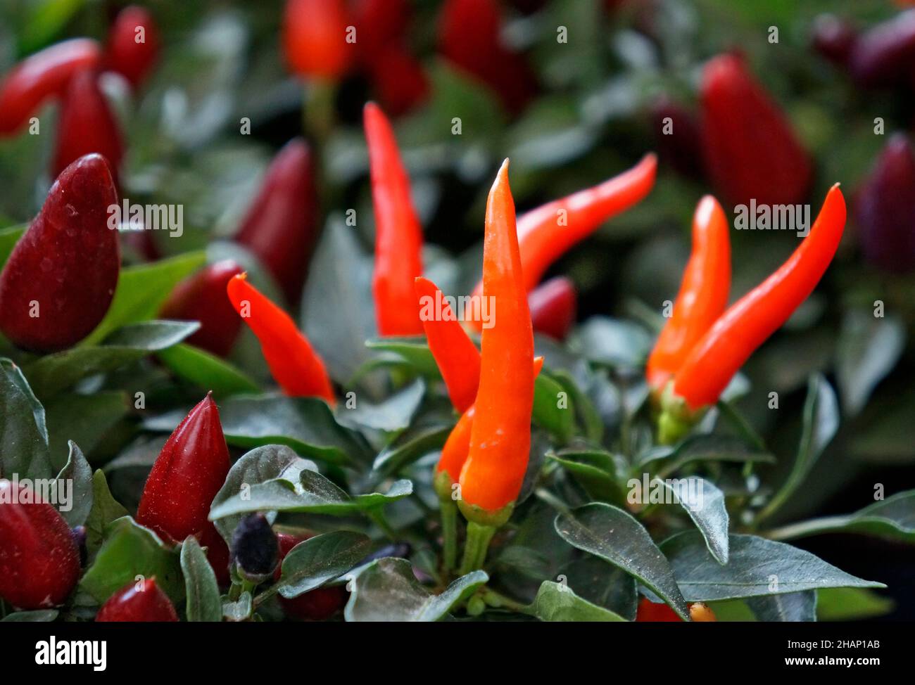 Chili peppers (Capsicum frutescens) on garden Stock Photo - Alamy
